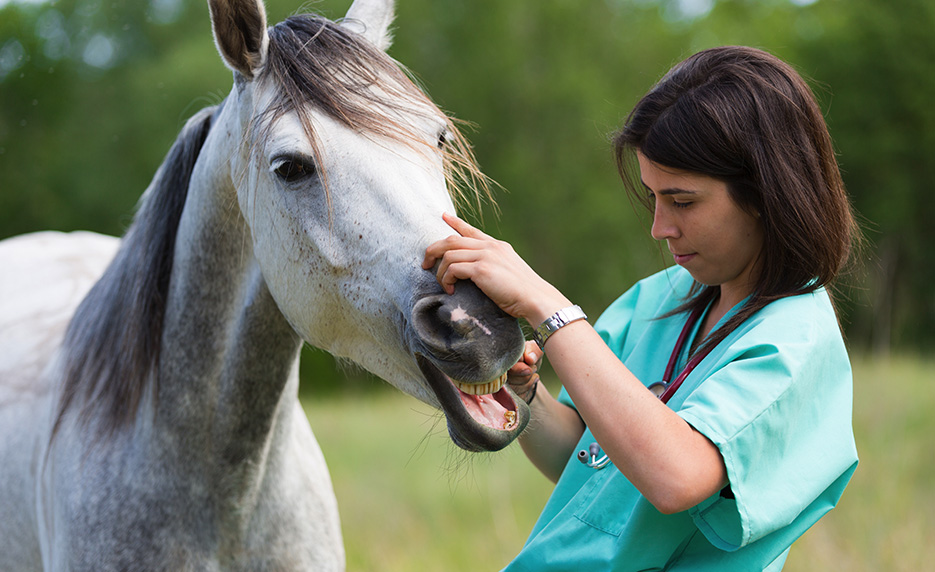 Online Veterinary Assistant with Horse Care Management from University ...